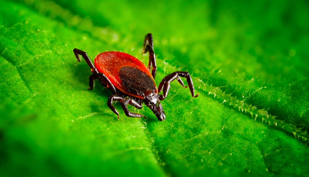 Montée en puissance des tiques du fait du réchauffement climatique