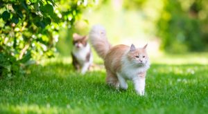 Gestation du chat : durée, étapes, signes de fin... On vous dit tout