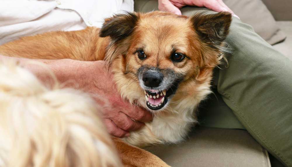 Pourquoi un chien devient agressif et que faire