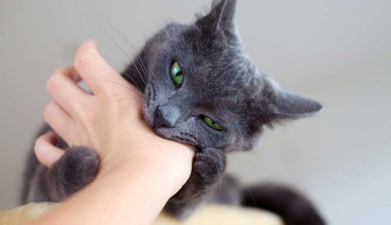 Pourquoi mon chat est agressif ? Comment réagir
