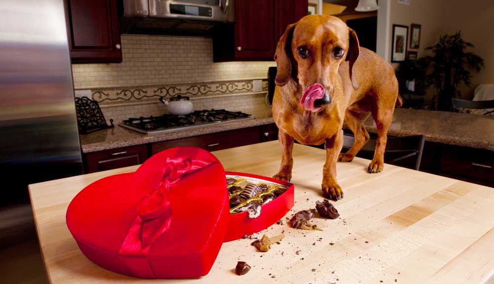 Mon chien a mangé du chocolat : est-ce grave Mon chien a mangé du chocolat : est-ce grave