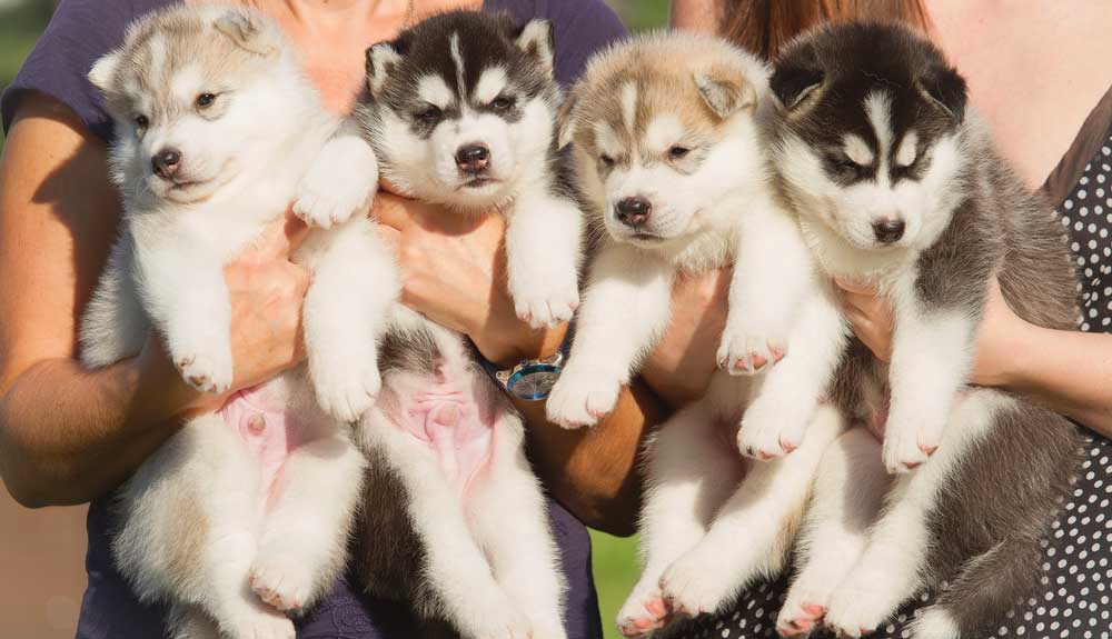 Comment bien choisir un bon eleveur de chien / chat ? Nos conseils