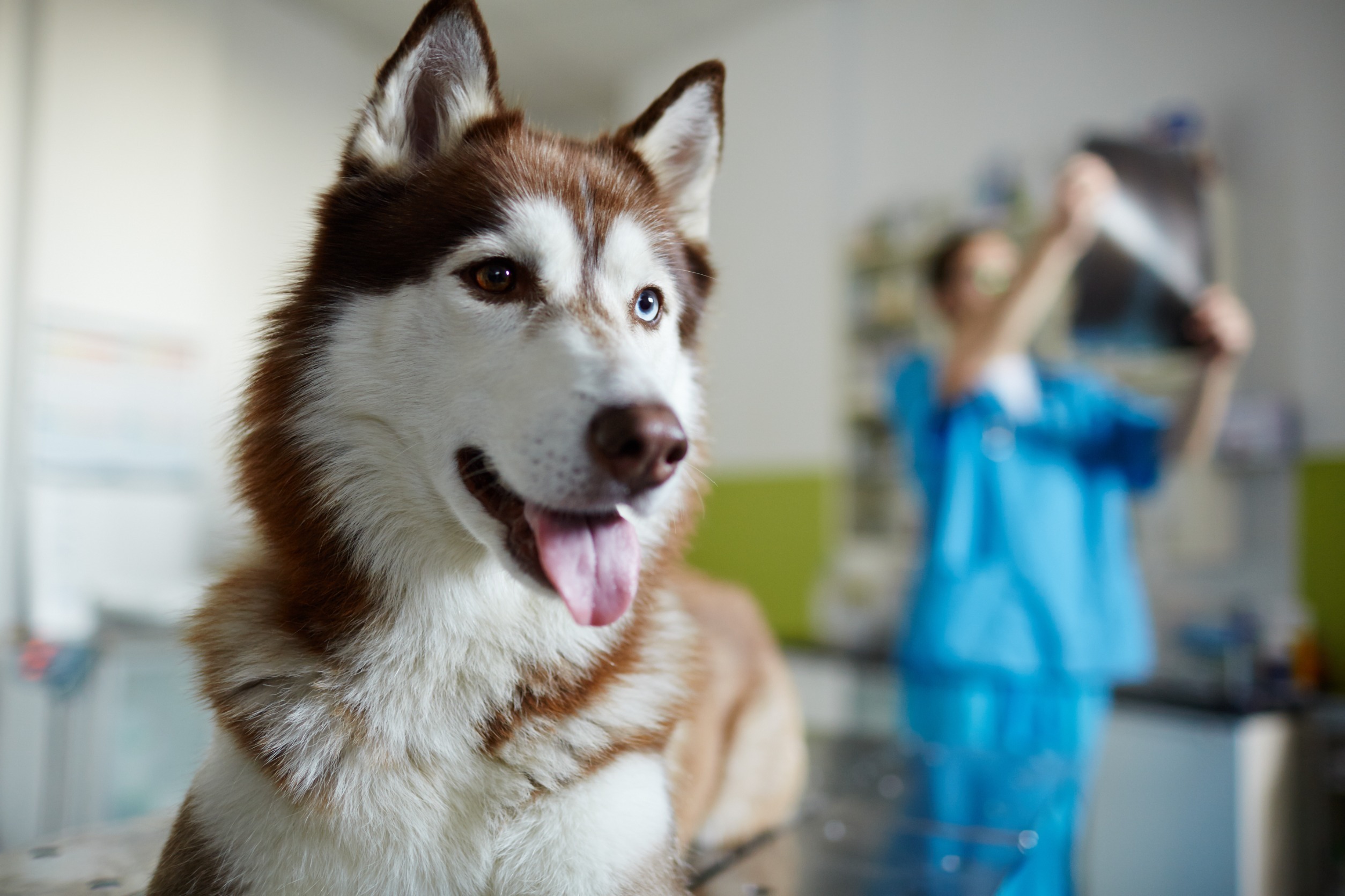 Comment choisir un spray anti-puces pour votre chien